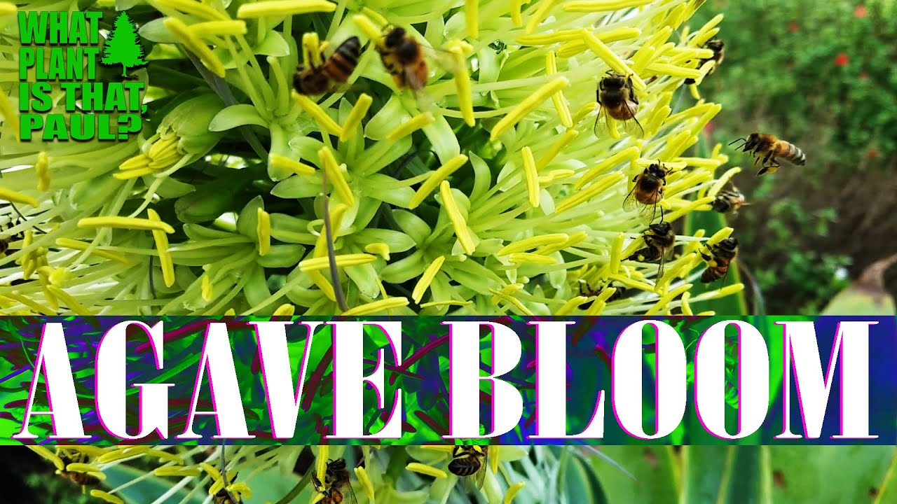 AMAZING AGAVE BLOOM - YouTube