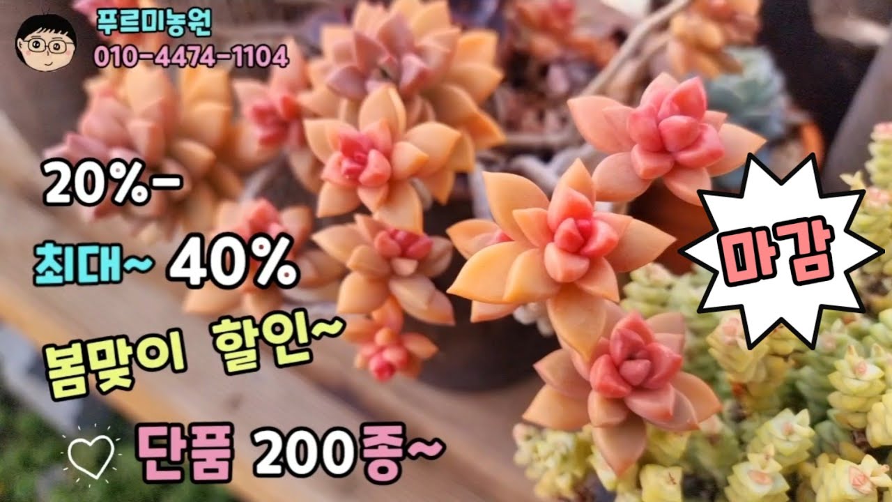 봄맞이~다육이할인 ️ 최대 40까지~~푸르미다육다육판매다육식물다육이키우기korean Succulent Plants 봄맞이국민다육충북다육청주다육