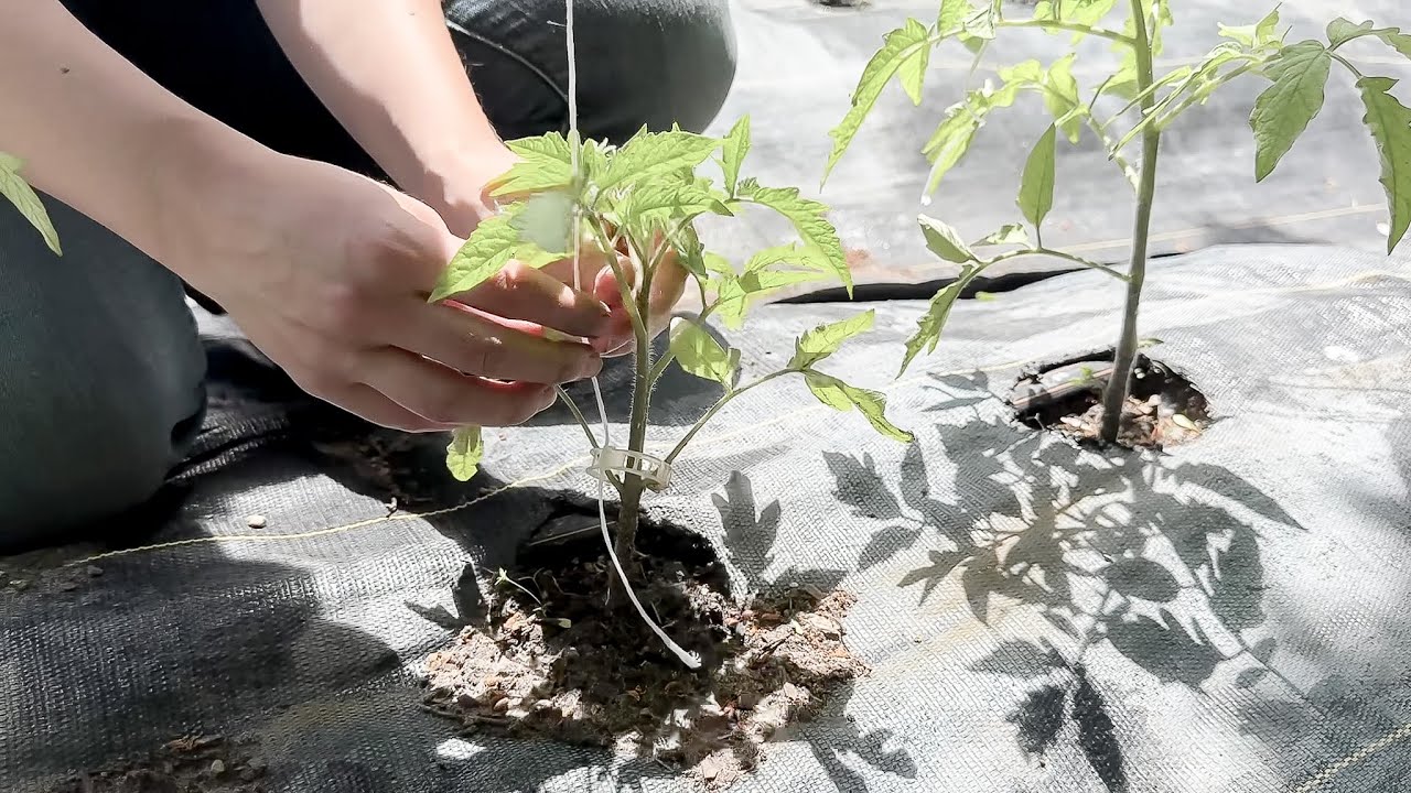 Trellising Tomatoes to a Single Stem - YouTube
