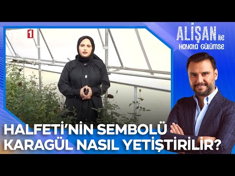 Halfeti'nin sembolü karagül nasıl yetiştiriliyor? | @AlisanileHayataGulumseTRT