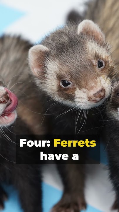 5 interesting facts about Ferret#shorts#animals#facts - YouTube