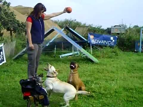 boxer y labrador jugando con la pelota - YouTube