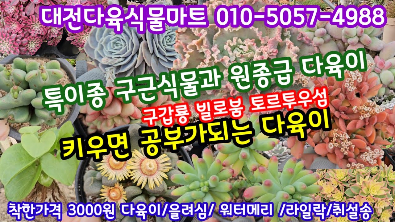 다육이 쇼핑 원종금 학명있는 공부가 되는 다육이 모아모아🌸 착한가격에 득템 하시고 키우면서 공부도 하시고~😆대전다육식물마트