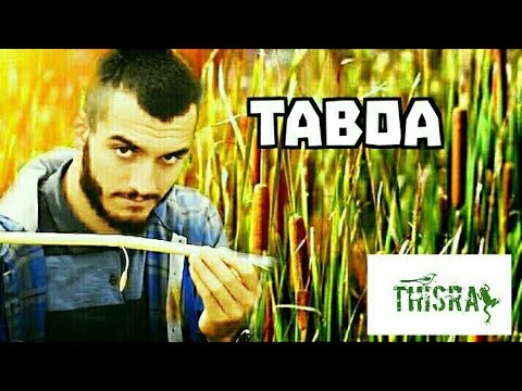 Como fazer bom uso da Taboa (Typha domingensis) / Plantas úteis - YouTube