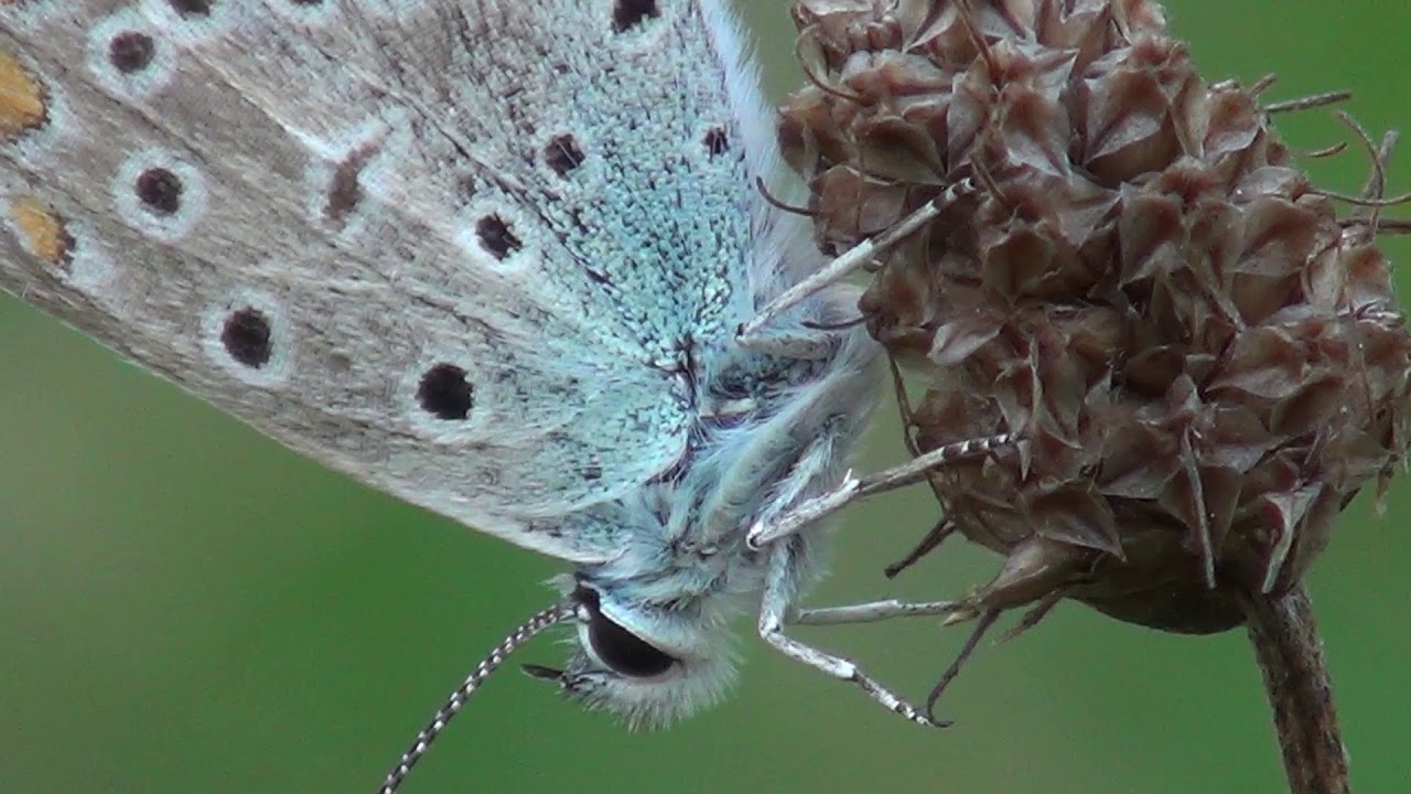 Obični plavac ♂ Polyommatus icarus (Rottemburg, 1775) - YouTube