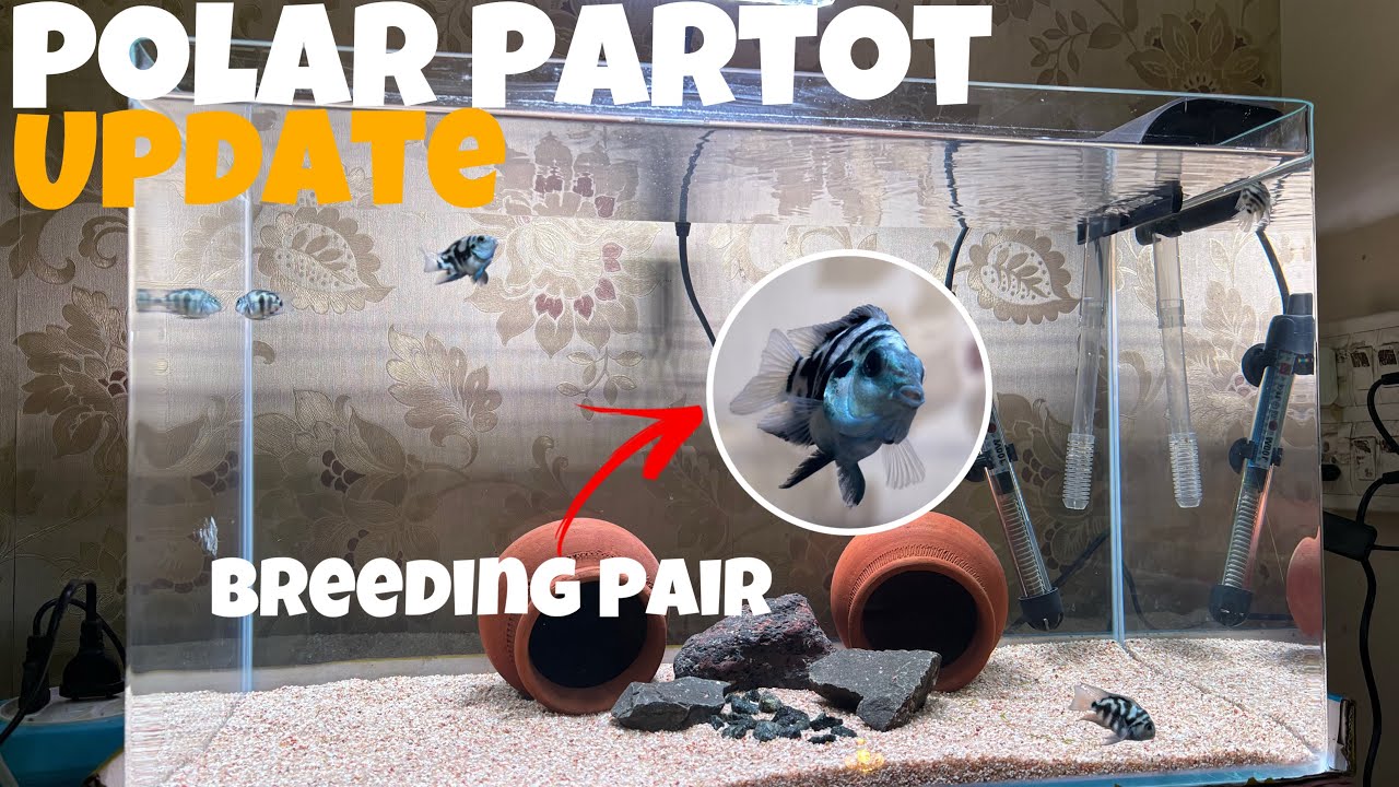 Update Of My Polar Parrot | Breeding Pair | New Setup😍 - YouTube