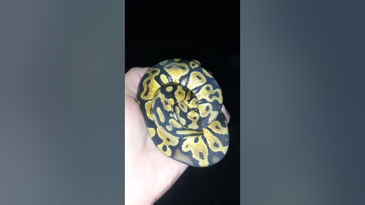 Fun Facts: Ball Python Name - YouTube