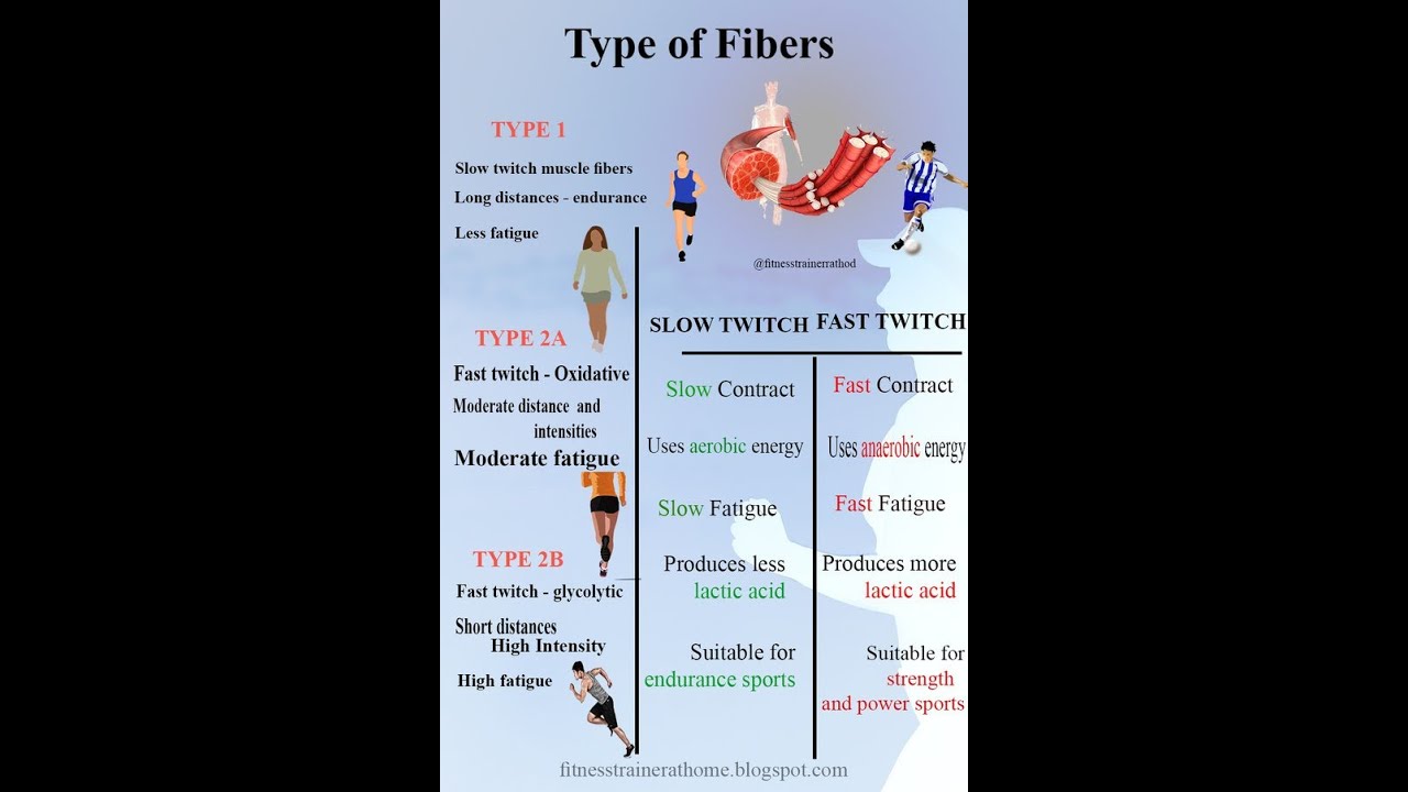 les types de fibres musculaires - YouTube
