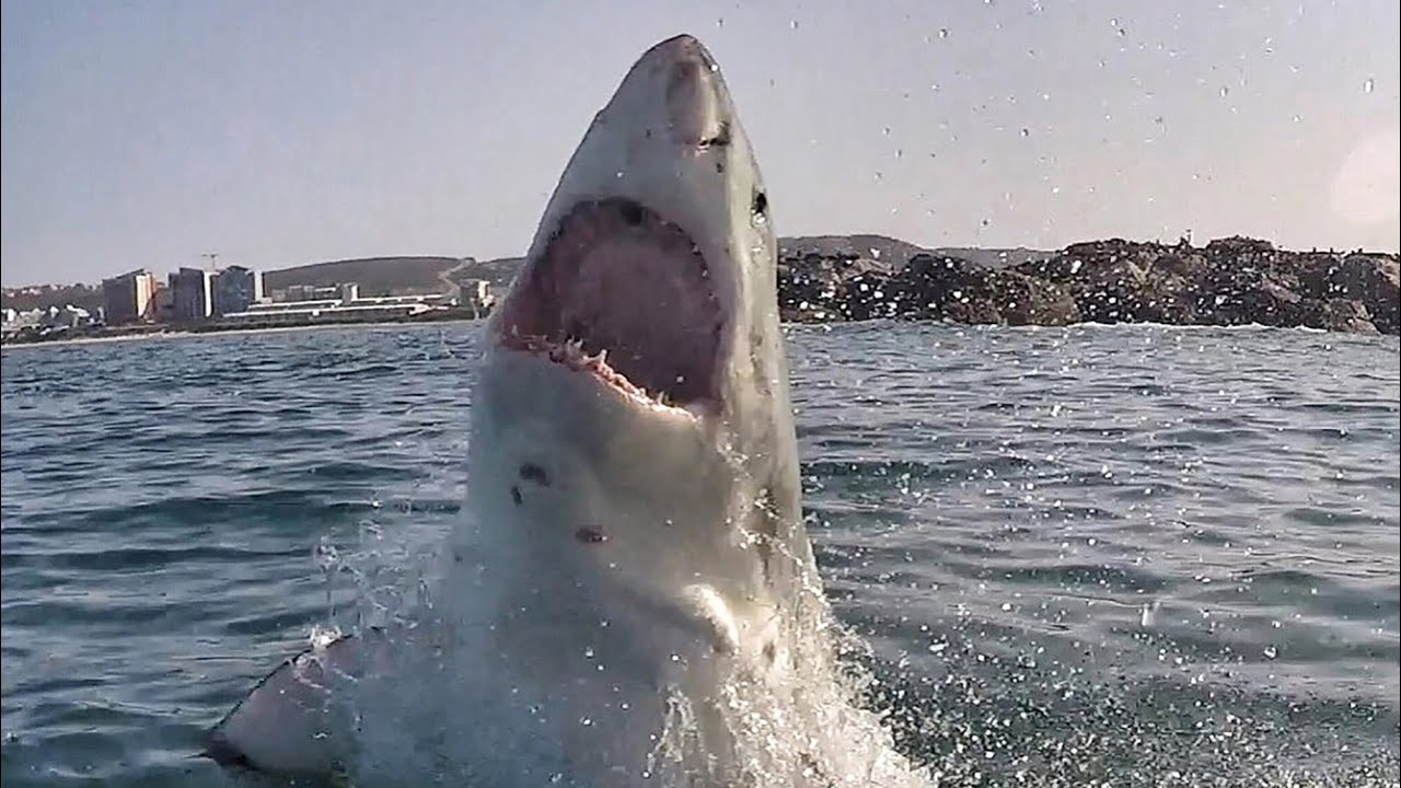 The Deepest Fear (full shark movie) - YouTube