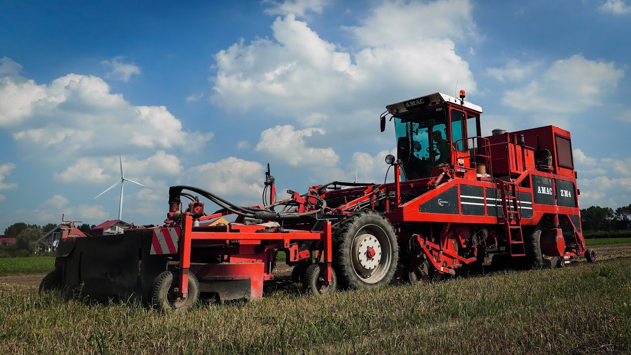 Uienrooien met AMAC ZM-4 zelfrijdende uienrooier - YouTube