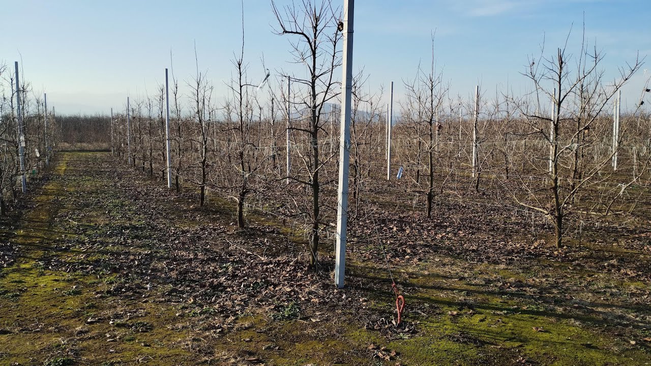 Rojo Brillante trees before pruning Diospyros kaki persimmon farm Λωτοί ...