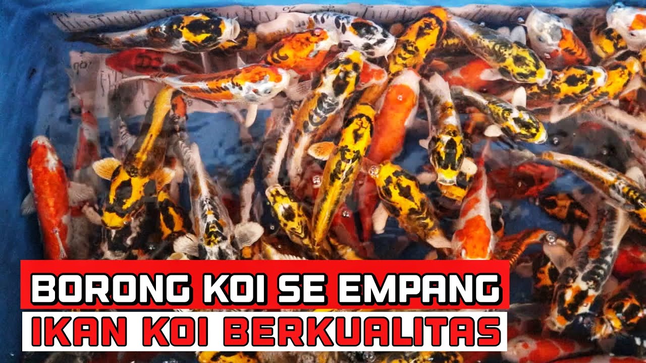 Borong 100 An ekor ikan koi Kiko se empang langsung di tempat budidaya ...