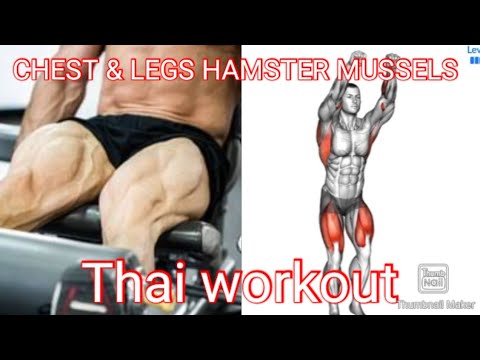 CHEST & LEGS HAMSTER MUSSELS WORKOUT AT HOME WITHOUT EQUIPMENTS # ...