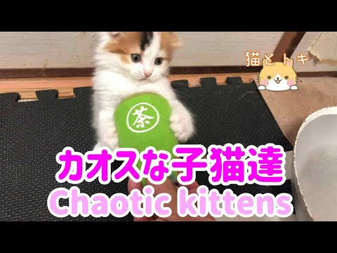 Şirin kedicik komik kedi videosu