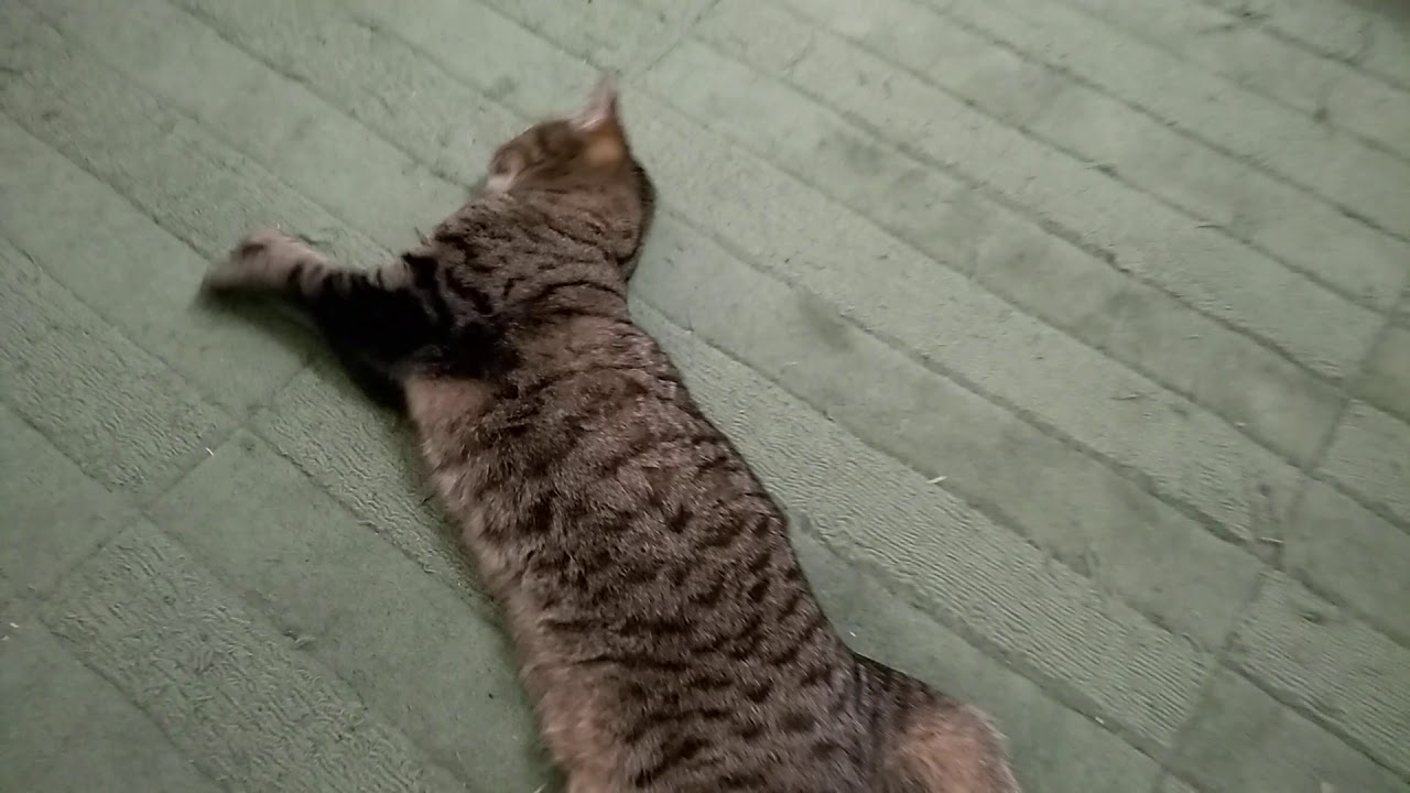 My grumpy cat. - YouTube