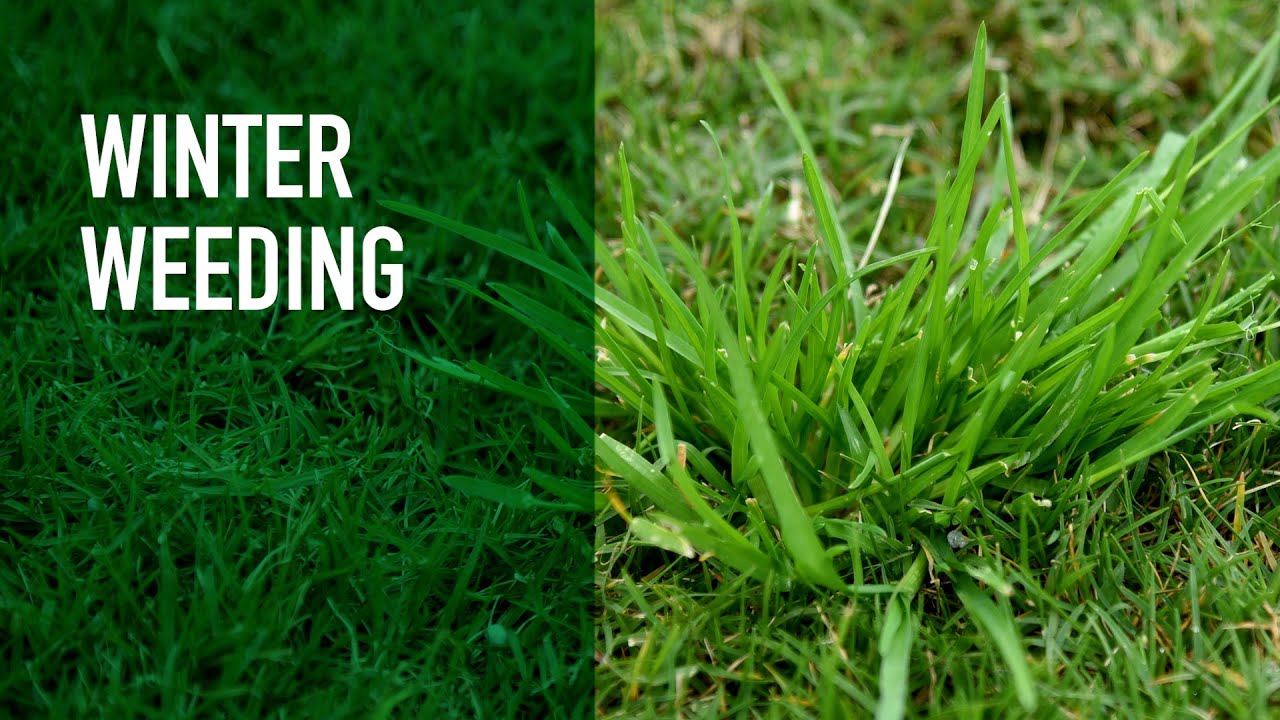 Winter Lawn Care Products | Treating and Preventing Lawn Weeds - YouTube