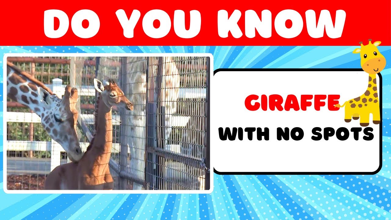 Rare Baby Giraffe with No Spots: A Heartwarming Tale from Brights Zoo ...