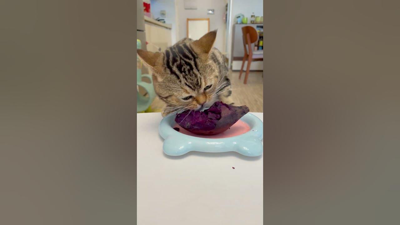 my+cat+likes+eating+%23cat+%23catlover+%23catsofinstagram ...