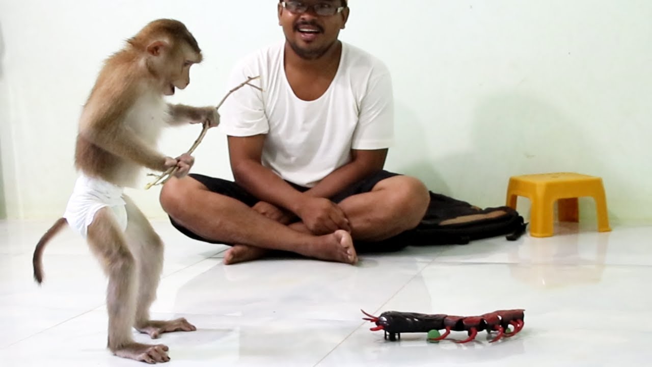 Monkey Vs Centipede - Lyly Holding Stick Mantis To The Centipede ...