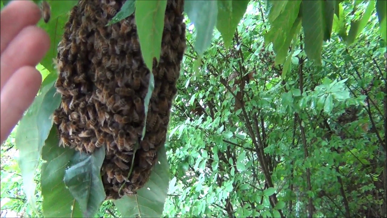 Stuck my bare hand/fingers into a swarm! First time!!! - YouTube