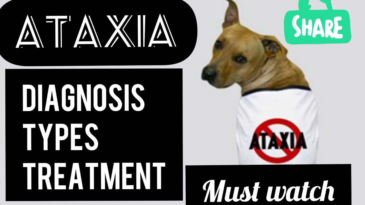 Ataxia In Dogs