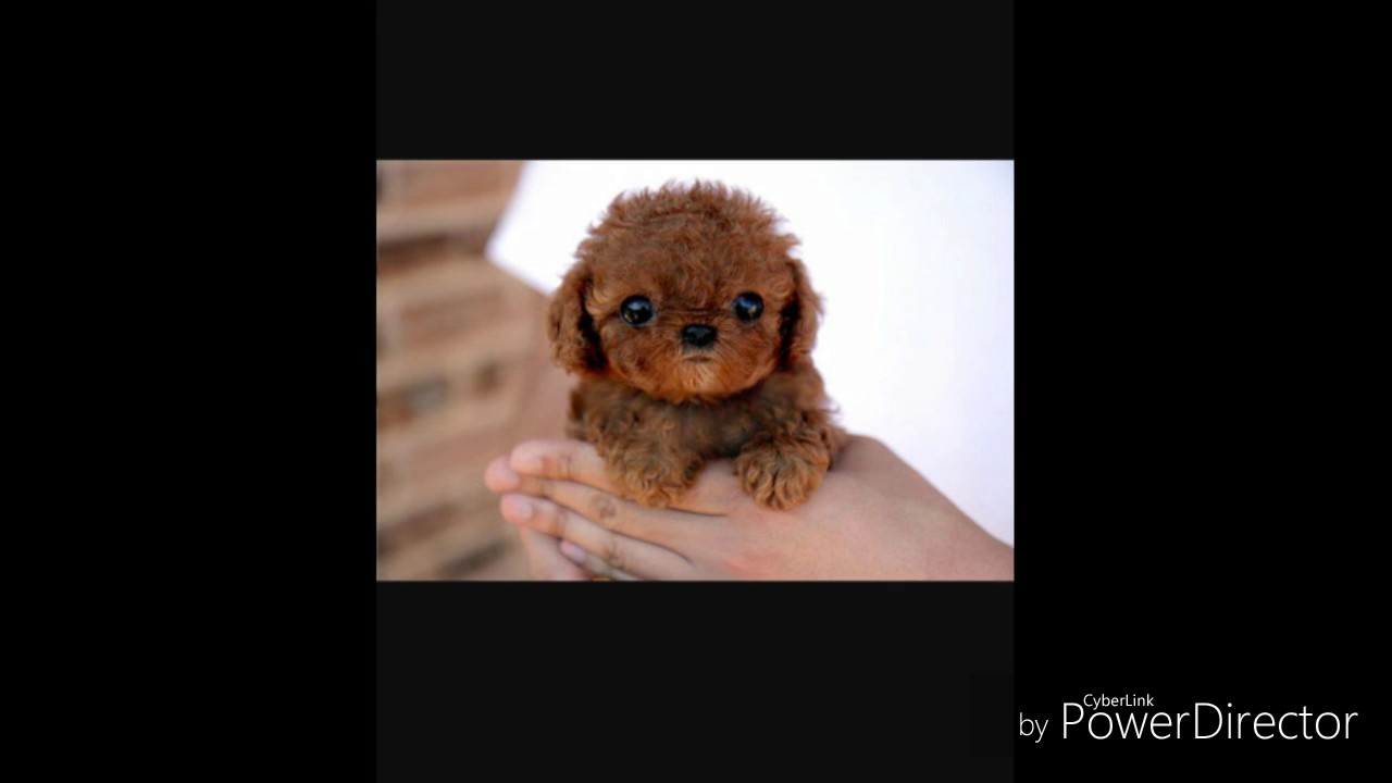 Compilation de photo de chiens trop mignon !! - YouTube