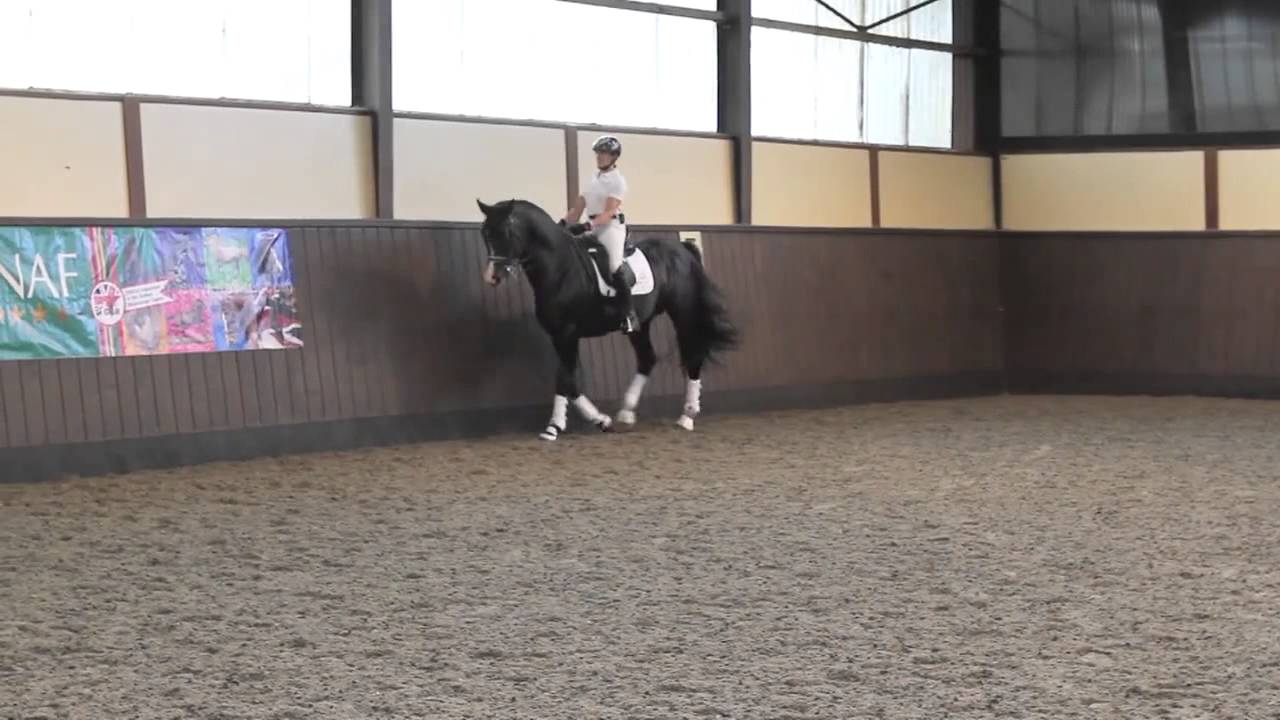 Canter -simple changes - YouTube