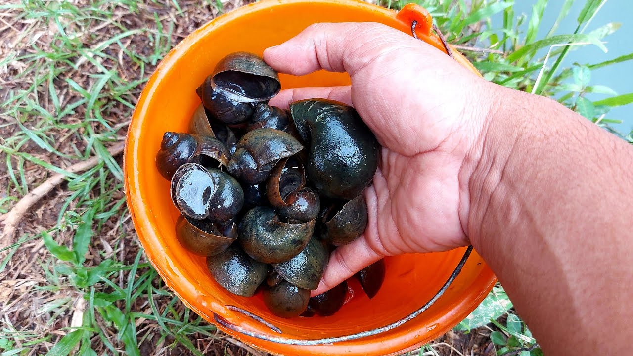 HUNTING SNAILS! Berburu Keong Sawah,Keong Racun,Keong Mas Di Rawa Rawa ...