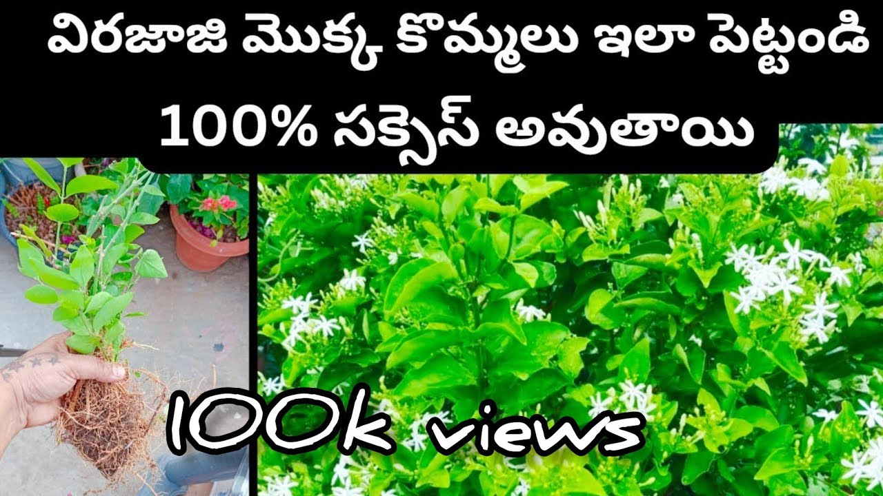 how to grow virajaji plant from cuttings in telugu - YouTube