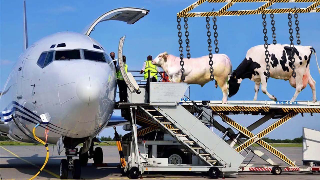 Intelligent Technology Pretty Girl Helicopter, UIA Flight Plane ...