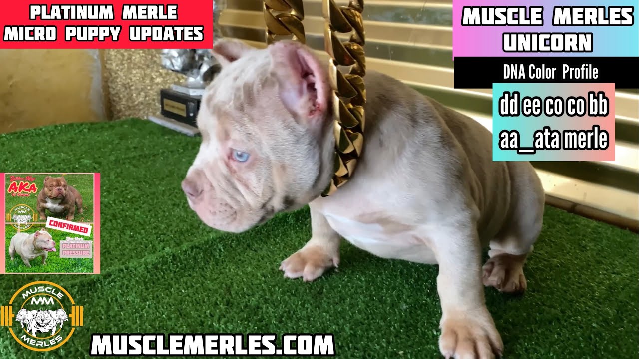 PLATINUM MERLE MICRO BULLY PUPS Micro Bully Ep. 5 Musclemerles.com ...