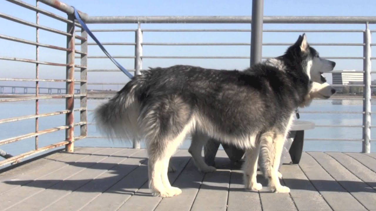 ROSY AND ROCKY GO TO SEAL POINT DOG PARK PART 141 - YouTube
