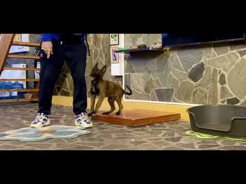 Predresaj cu Malinois de 3 luni -Cairo din canisa Romano - YouTube