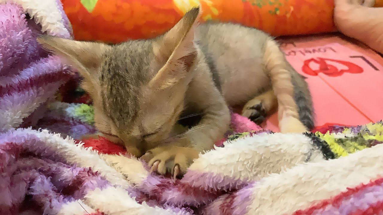 FaFa Before bed😂 !! Crazy kitten 😂😊 - YouTube