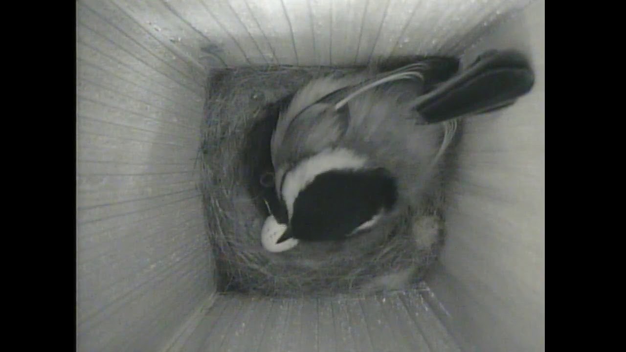 Mama Chickadee Eats the Leftover Egg Shells - YouTube