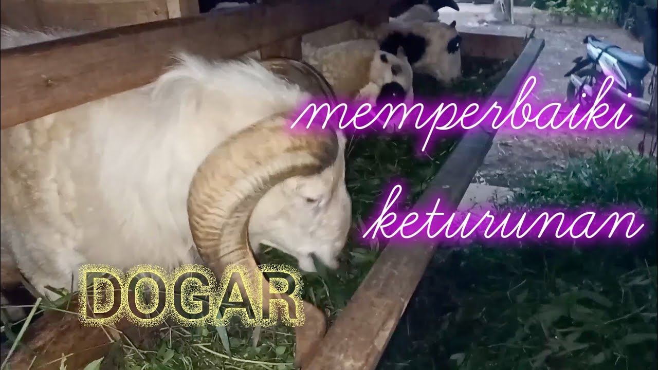 Beternak dogar untuk memperbaiki keturunan, dan perbedaan garut murni ...