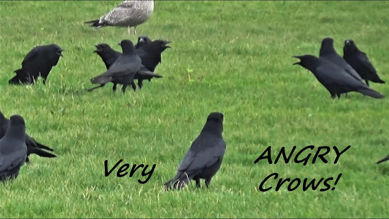 Angry Crows Shouting in Outrage, Interesting Post Fight Behaviour / Clifftop Crows - YouTube