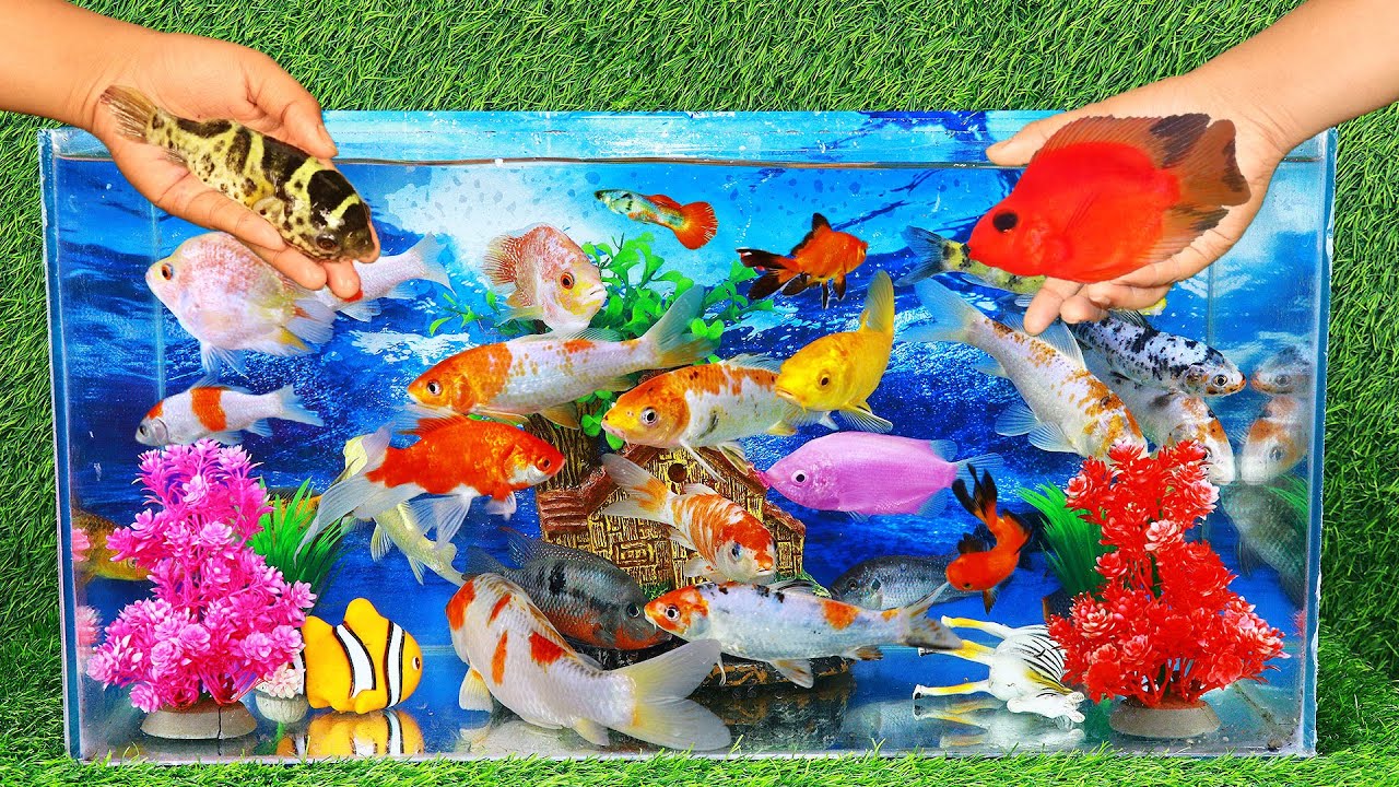 Blue aquarium with Japanese koi gold fish puffer fish Zebra fish ...