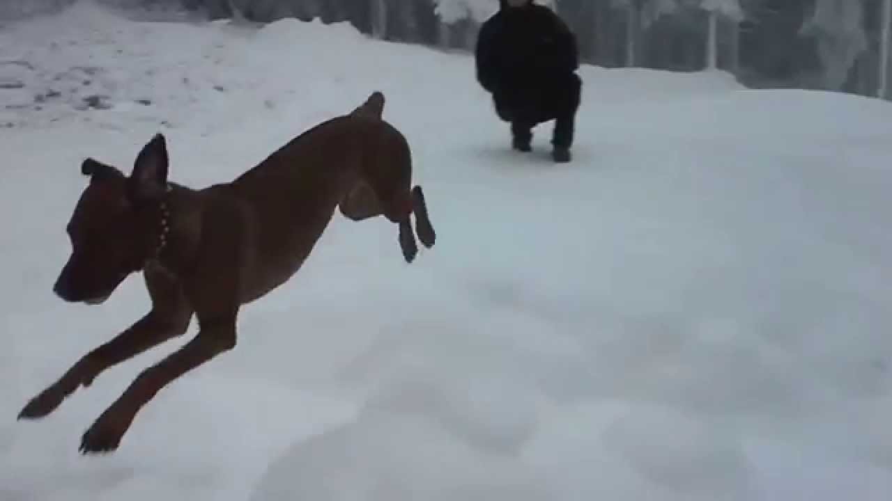 Rhodesian Ridgeback Axel jumps slow-mo - YouTube