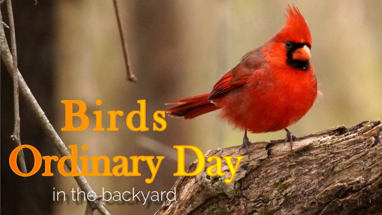 Ordinary Day is Special ♪【Birds in the Backyard in Winter】 - YouTube