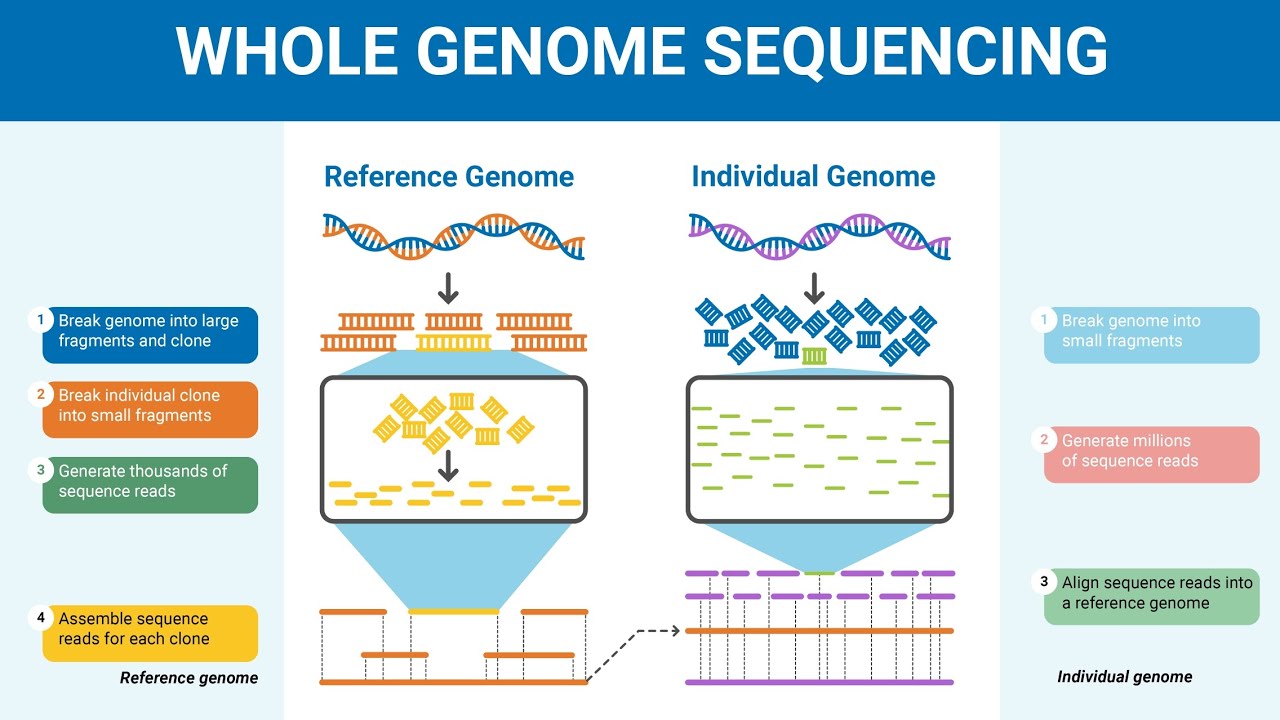 Gene Sequencing (Types:1-Sanger's/Dideoxy method.2-Chemical method.3 ...