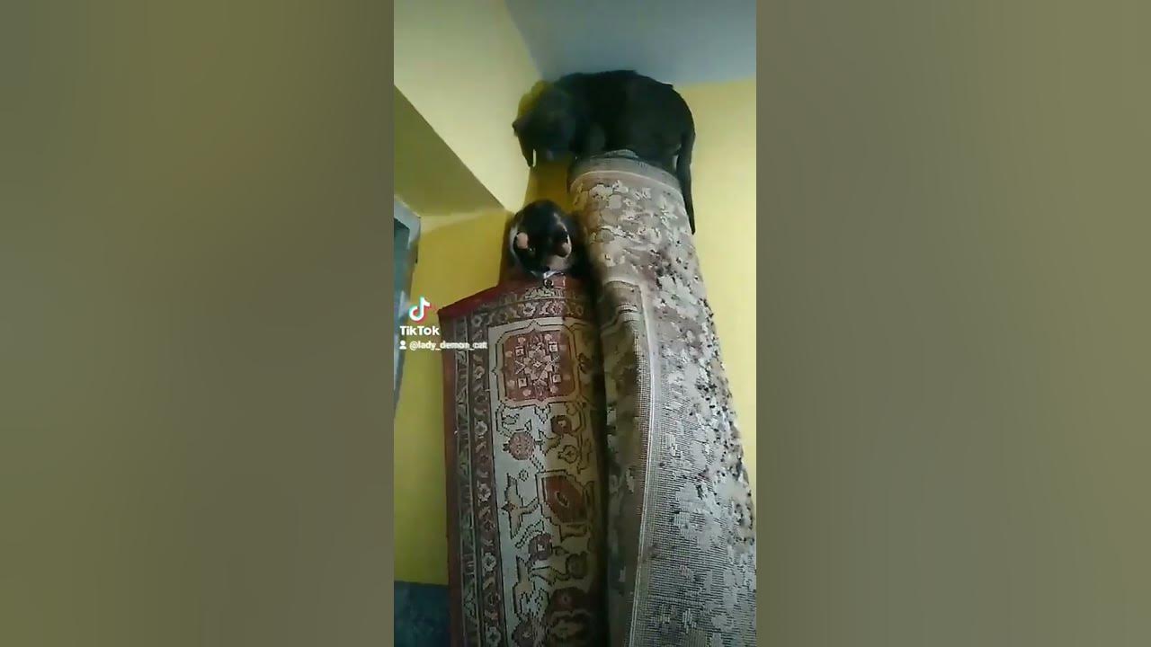 Ми в тік тоці Кузя і Міка Youtube