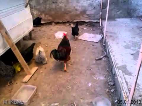 Cüce koşin 'in yaramazlıkları