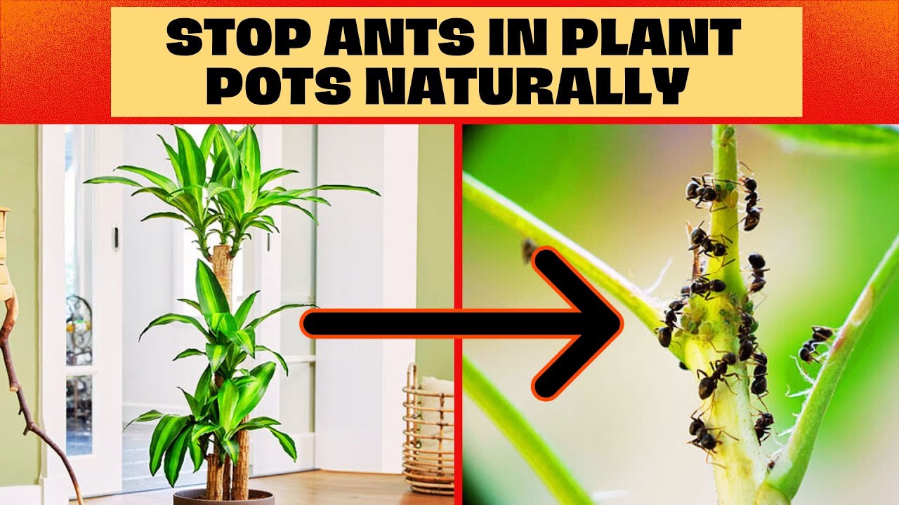 How to Get Rid of Ants in Your Potted Plants Naturally - YouTube