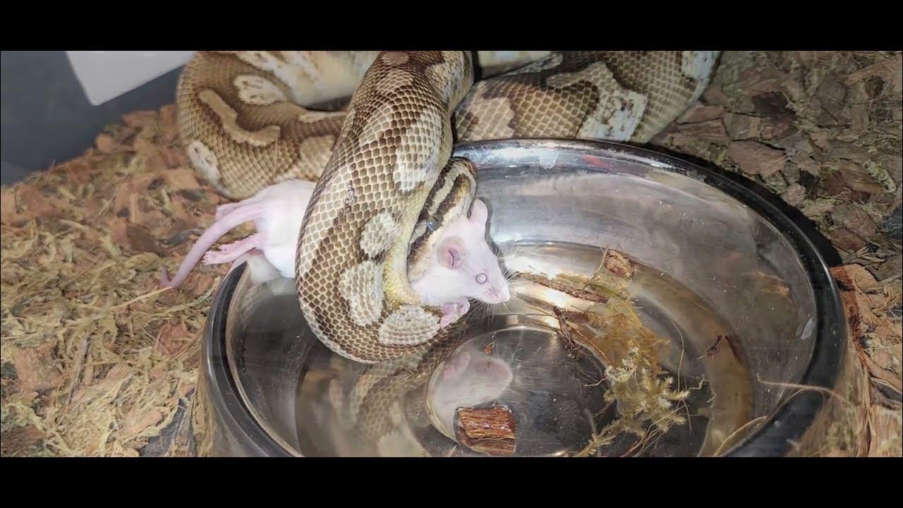 Live Feeding Responses / Warning Live Feeding - YouTube