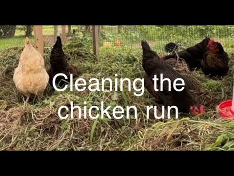 Cleaning The Chicken Run - YouTube