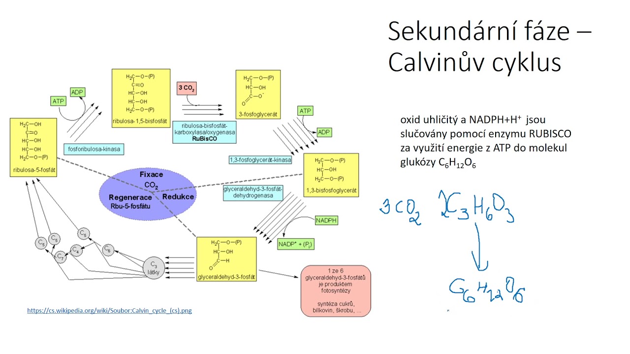 Fotosyntéza V - sekundární fáze (Calvinův cyklus) - YouTube