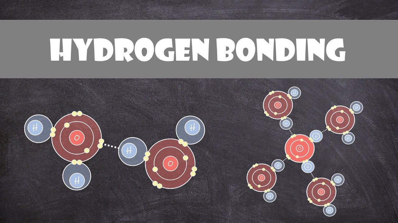 Hydrogen Bonding Of Water Molecules Chemistry Youtube