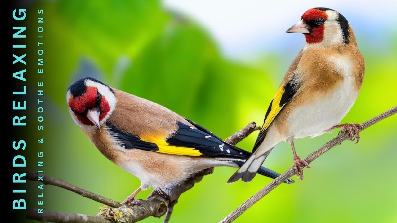 Birds Singing Without Music - 24h Bird Sounds - Relaxing Nature Sounds ...