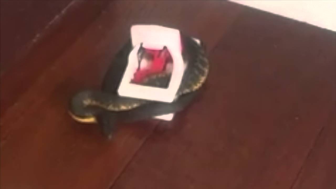DEADLY Venomous Snake Caught in Mouse Trap in a House - YouTube